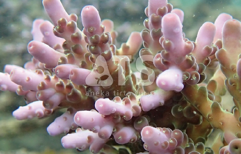 Acropora