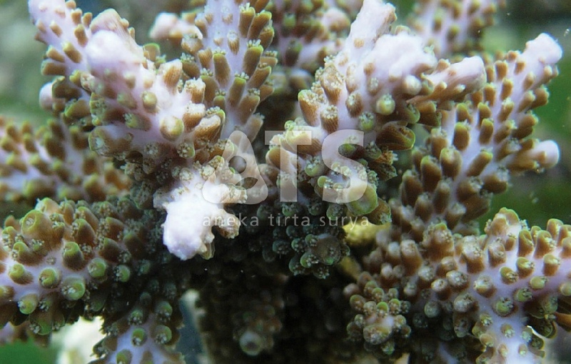 Acropora